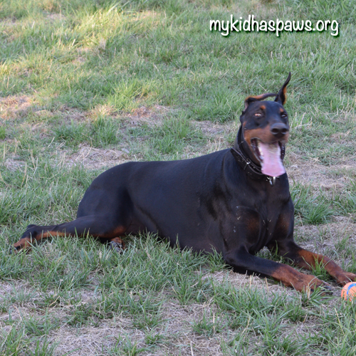 Doberman - My Kid Has Paws